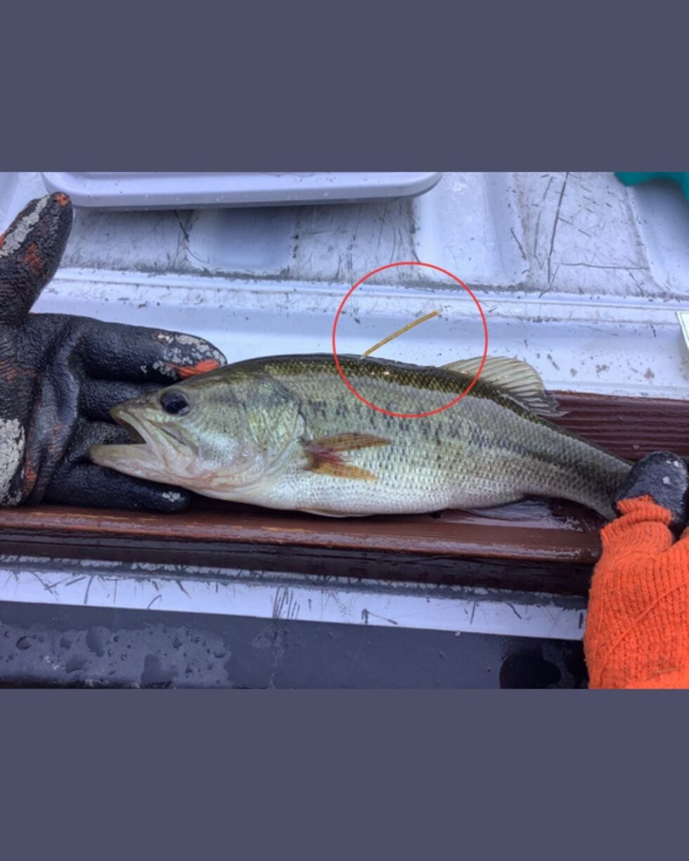 Bass Bash Challenge For Youth Anglers | Deep Creek Times