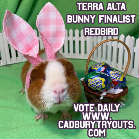 The Next Cadbury Bunny Could Be Local | Deep Creek Times