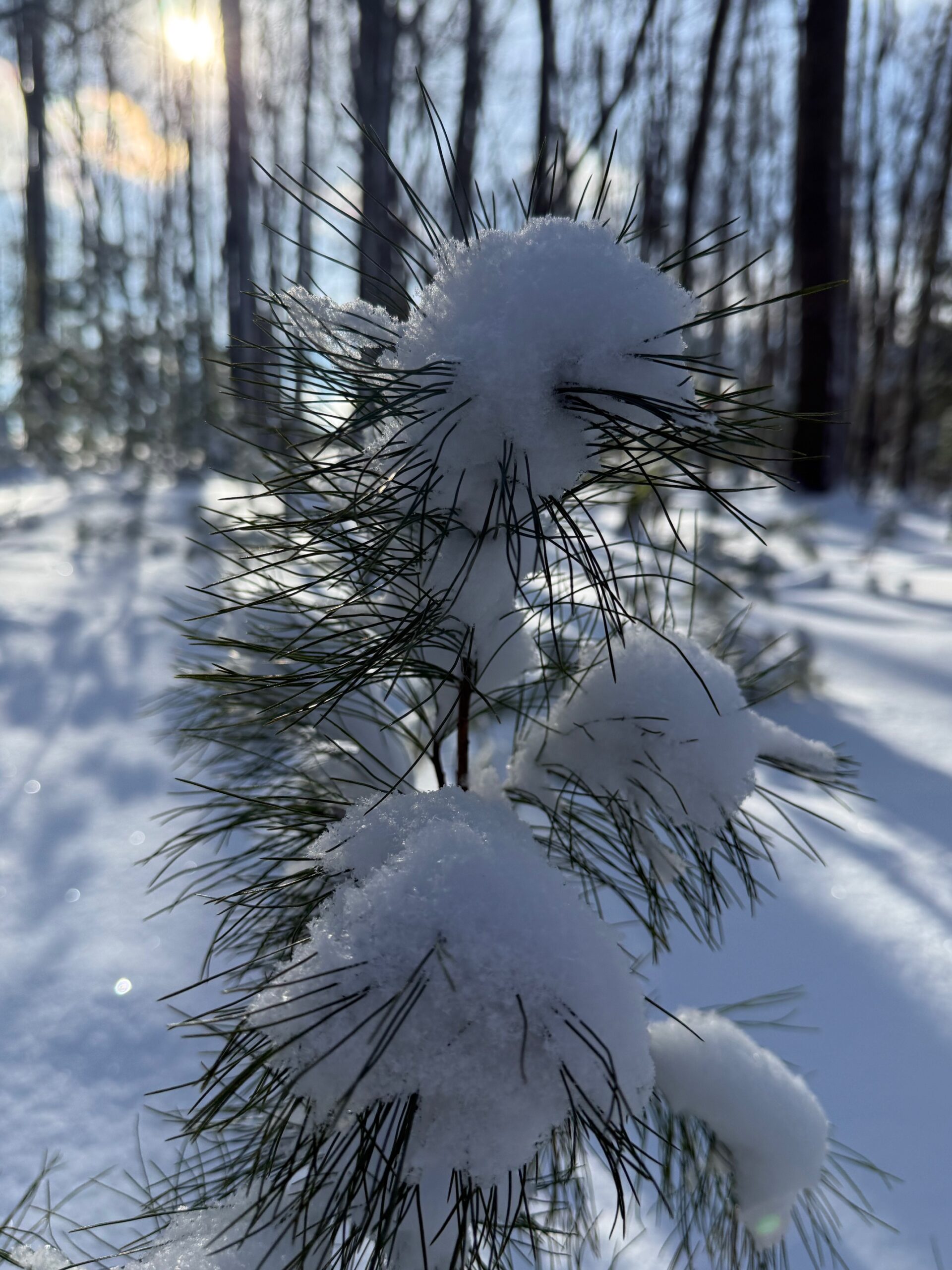 Garrett County 2025-2026 Season Snow Report | Deep Creek Times