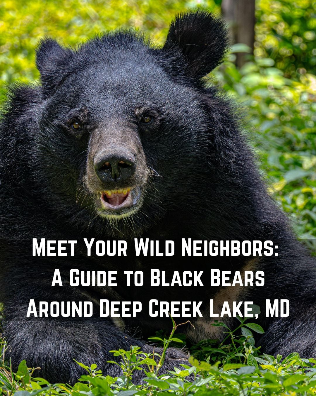 Meet Your Wild Neighbors: A Guide to Black Bears Around Deep Creek Lake ...