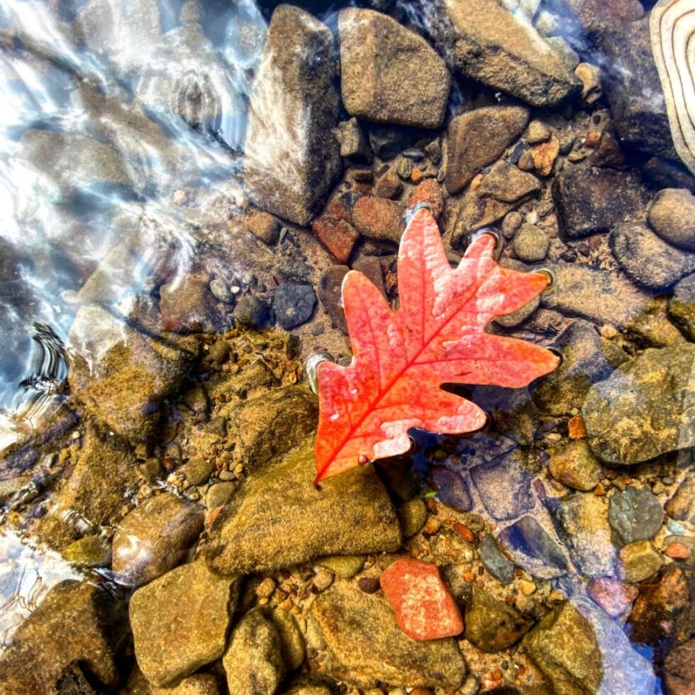 The Lake-Front Magazine | Deep Creek Times