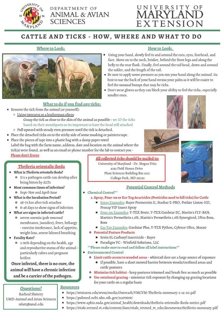 Tick Problem in Cattle Spreading | Deep Creek Times